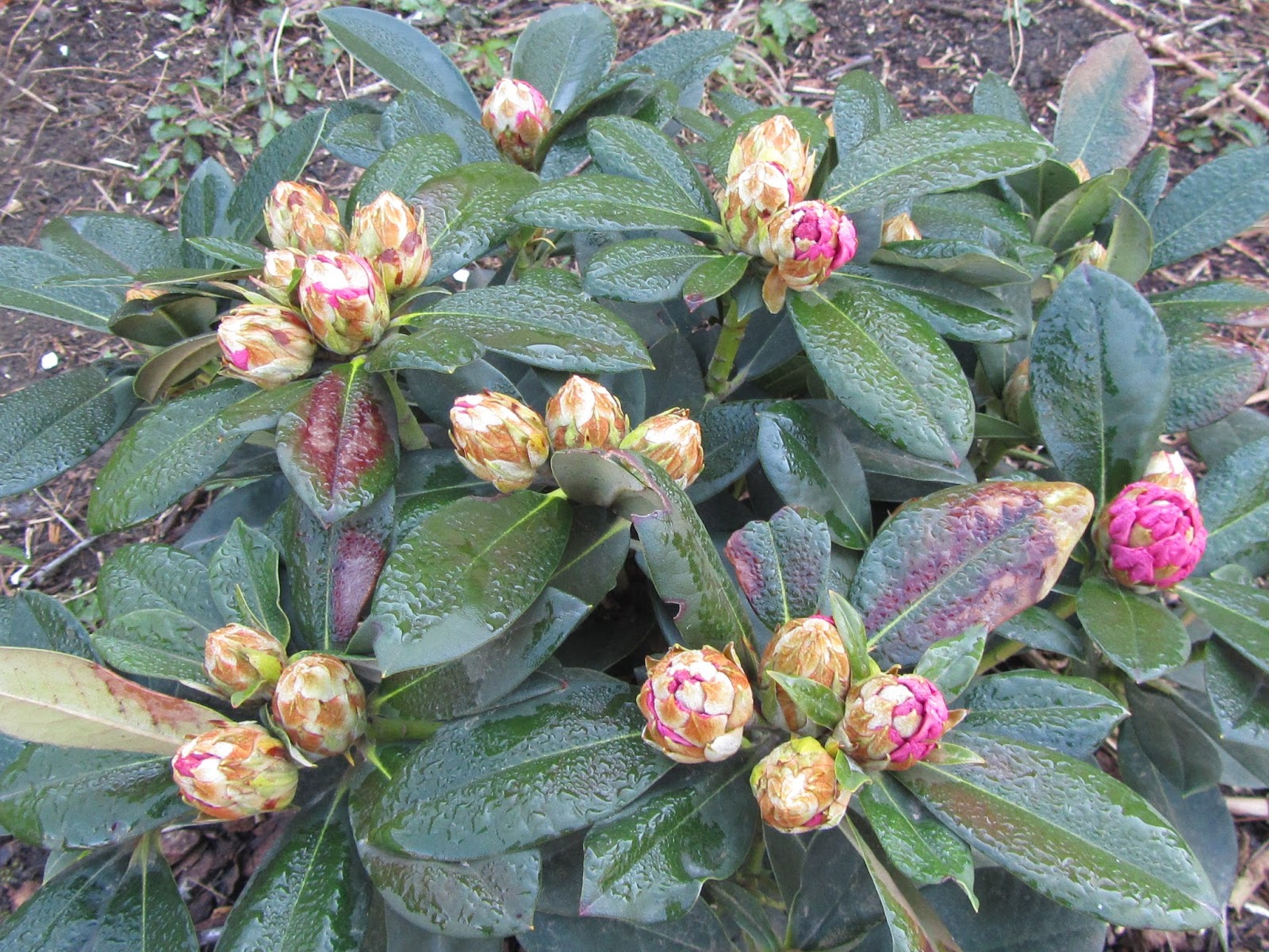 Coltivazione del Rododendro (Rhododendron spp.), Dove Piantarli ? | Il ...
