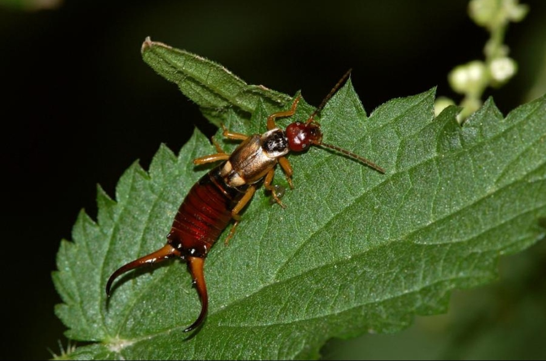 Dermaptera - Insectduniya|Entomology - Wikipedia