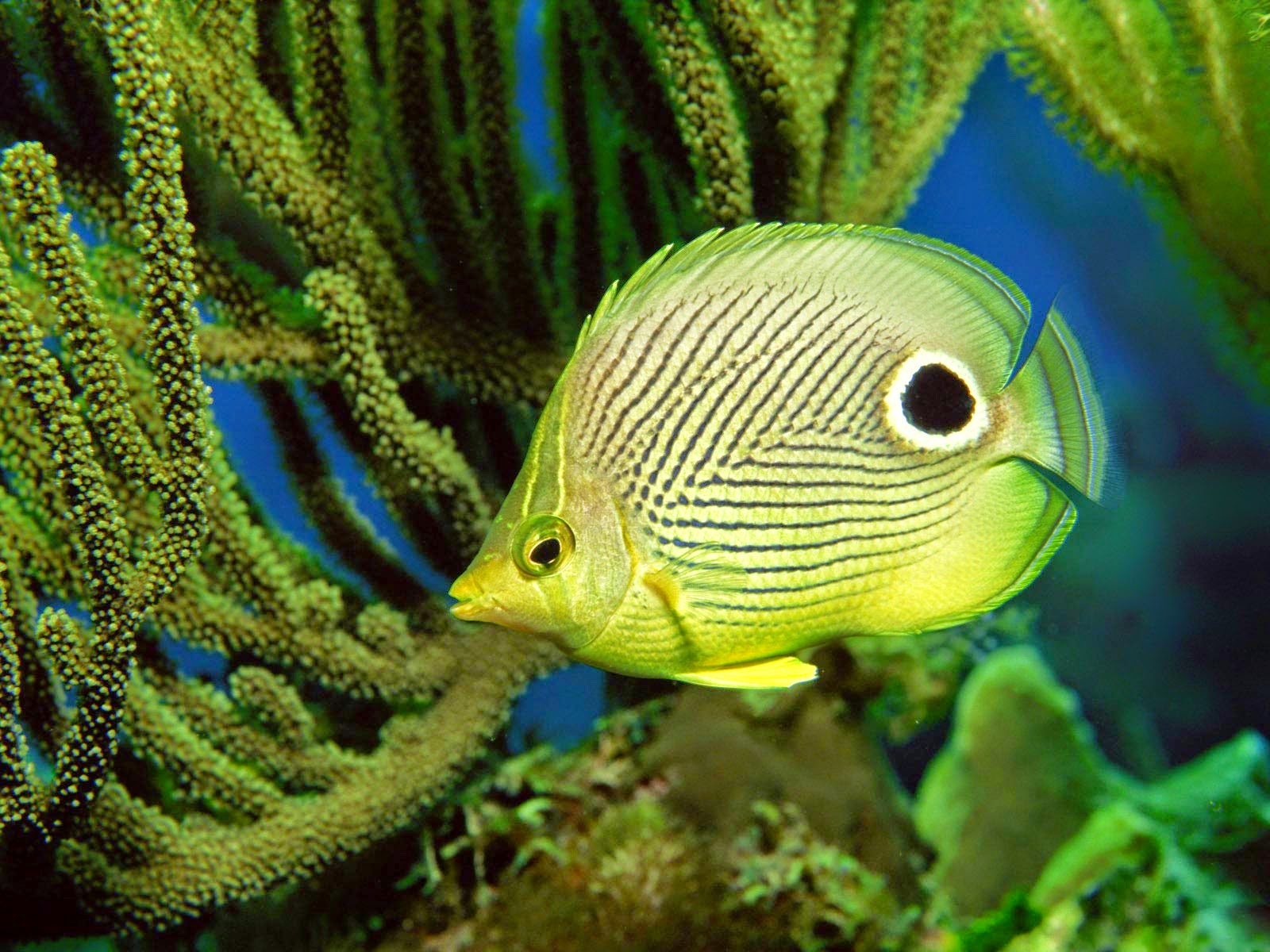 BUTTERFLYFISH photos - wallpapers | the fun bank