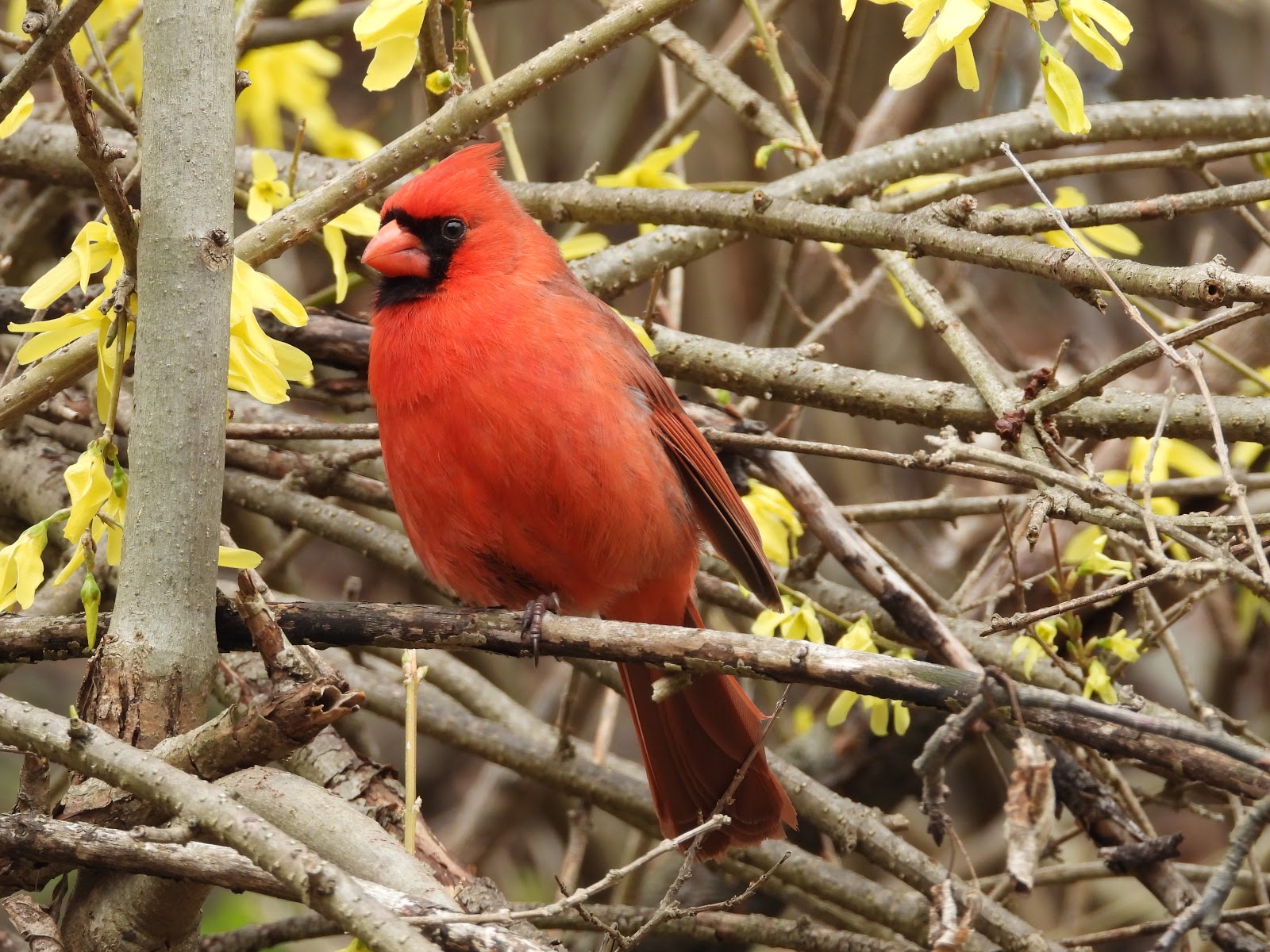 Bird & Travel Photos, Birding Sites, Bird Information: MALE NORTHERN ...
