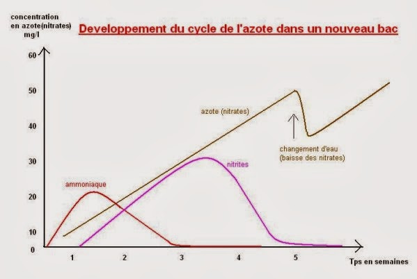 L'aquarium de Nicolas: Le cycle de l'azote