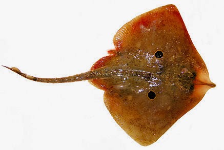 Especies marinas de interes bromatologico: Raja miraletus Linnaeus ...