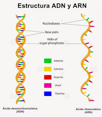 Cultura Científica "Alba Plata": El genoma humano (Alberto y Andrés)
