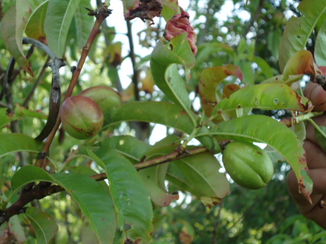 Pratos da Bela: Árvores de fruto entre outros II...
