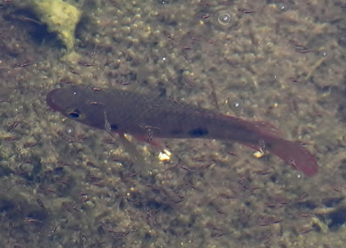 My Backyard: Stairway to Heaven
