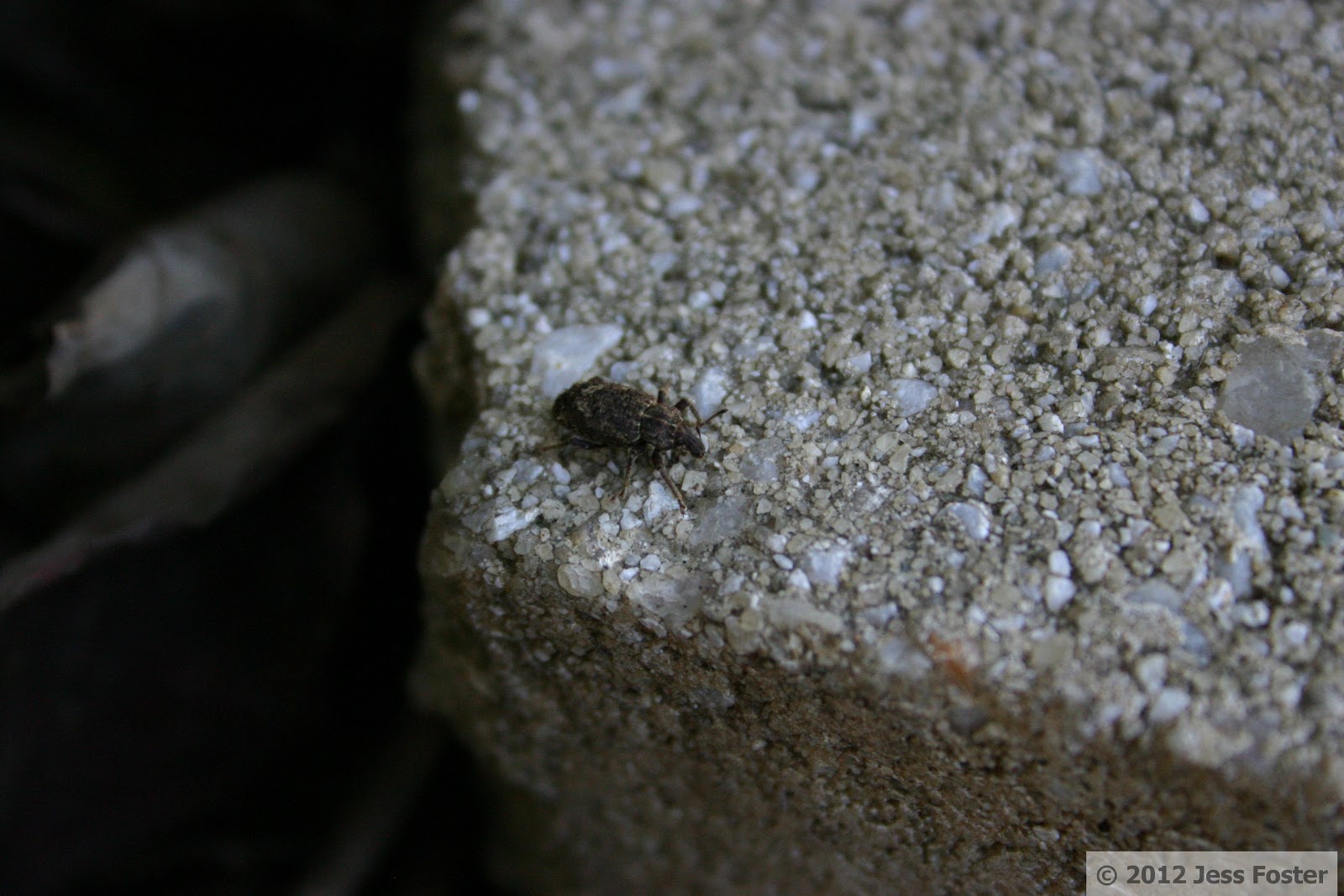 Sluggin' Along: Vegetable Weevil