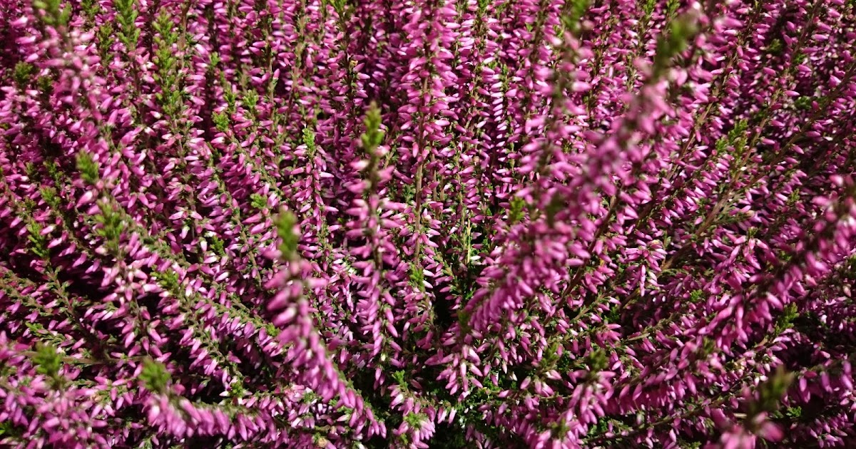 Calluna