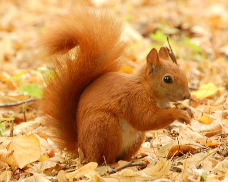 Squirrel Wallpapers | Fun Animals Wiki, Videos, Pictures, Stories