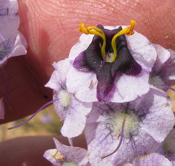 Esperance Wildflowers: Cyanostegia angustifolia - Tinsel-flower
