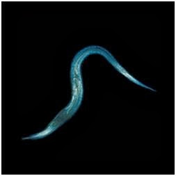 Strongyloides Stercoralis atau cacing kremi | Uchaal