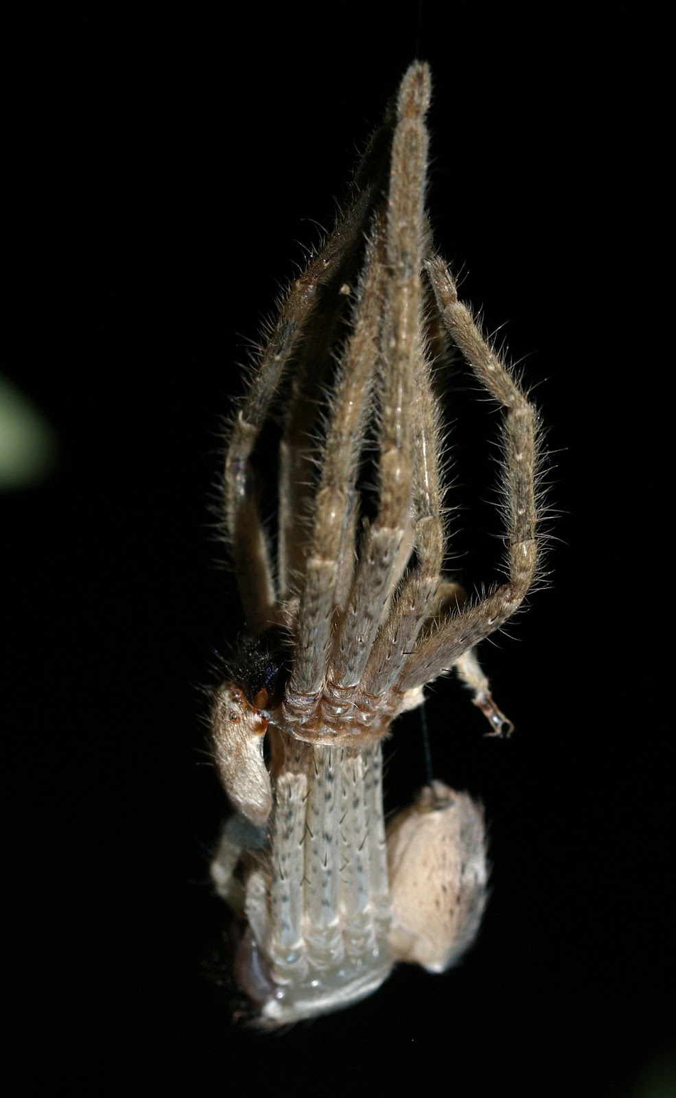 Arizona: Beetles, Bugs, Birds and more: A Giant Crab Spider becomes a ...