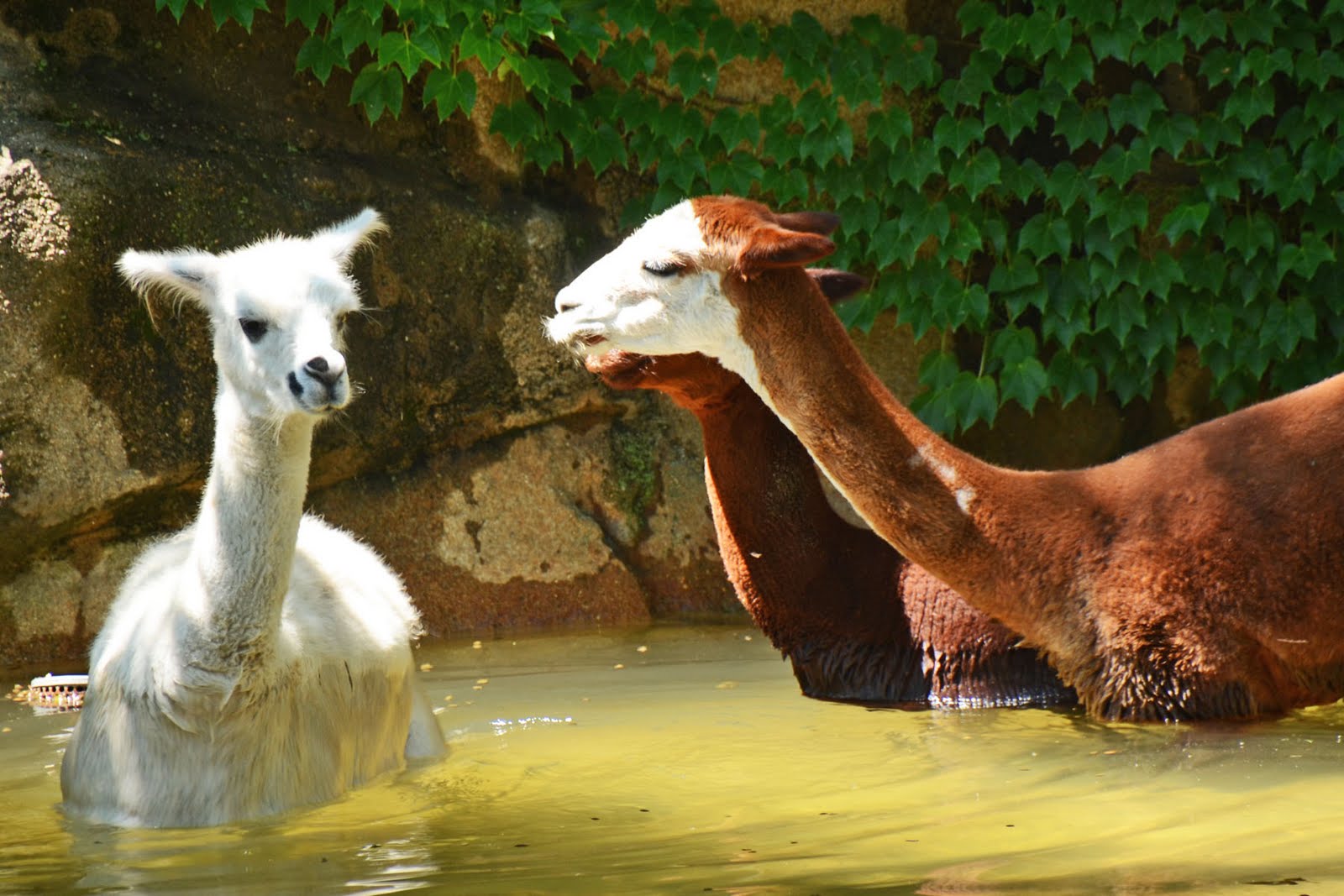 Snippets from Springdale: Zoo Zunday