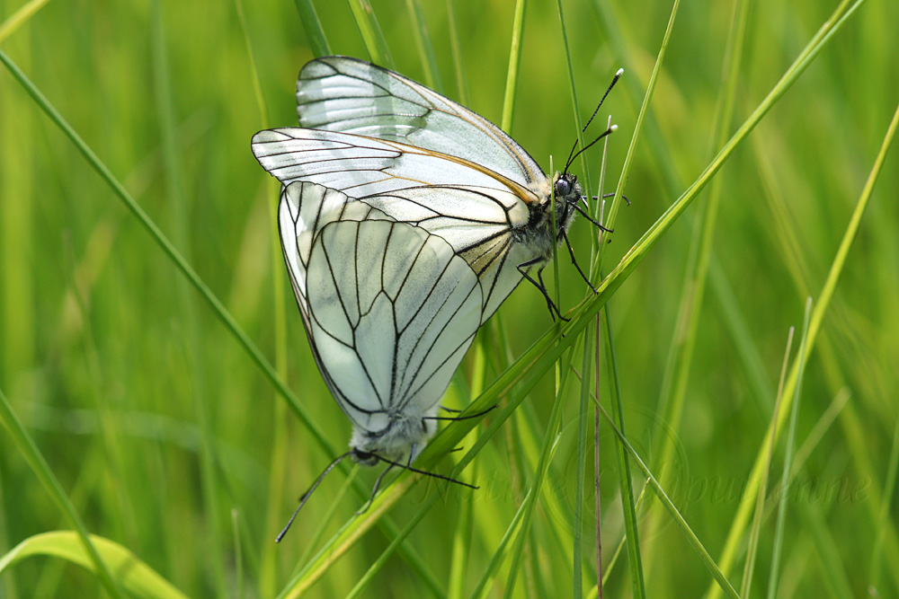 Photo Nature Lilliputienne (macrophotographies): Aporia crataegi, le ...