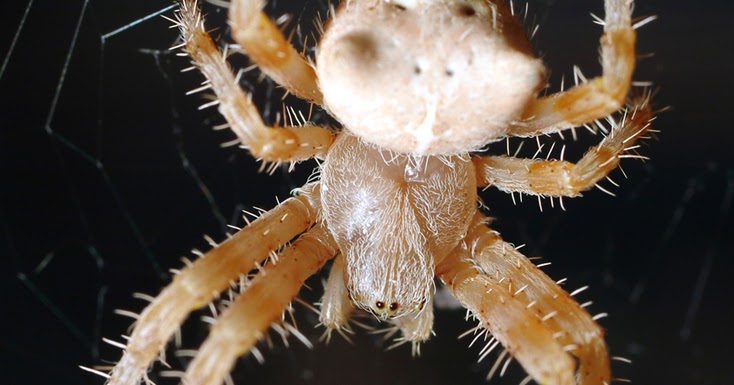 CO-Horts: The Home Invasion of the Creepy Crawlies