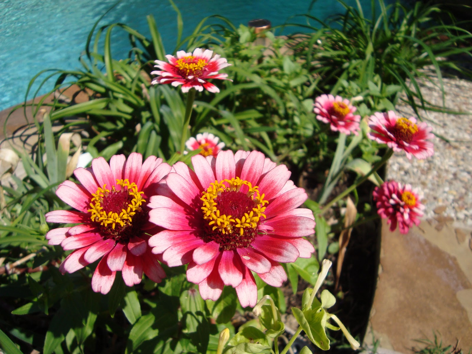 DonnaTheBwana: Flowers from my garden