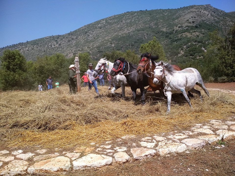 ΑΡΚΑΔΙΚΑ ΠΡΟΪΟΝΤΑ on-line