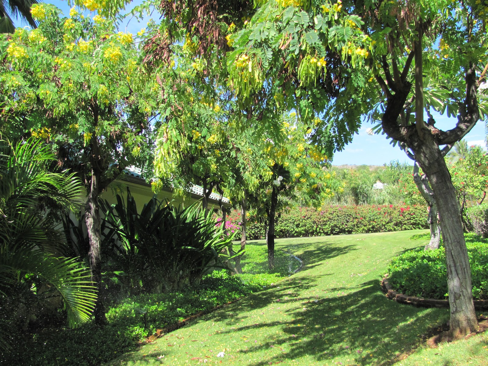 planted cloud: Scrambled Egg Tree