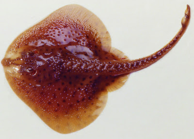 And I Think to Myself...What A Wonderful World.: "They Actually Eat ...