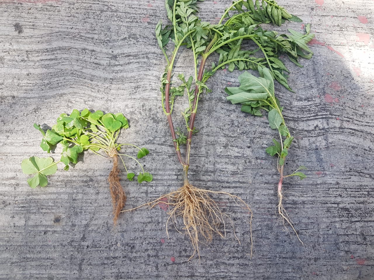 Little Champs: Class 2 -Nature walk (roots and weeds)