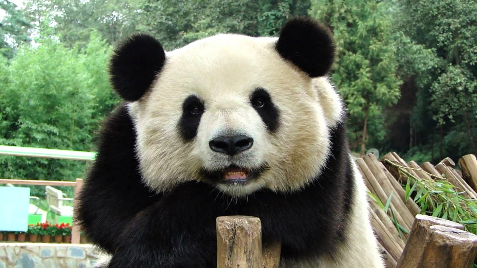 LOS MARAVILLOSOS PANDAS