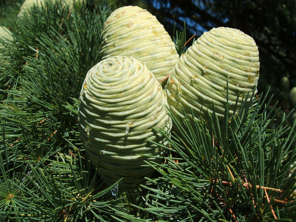 Discover Life: Trees of Virginia, United States: Deodar cedar