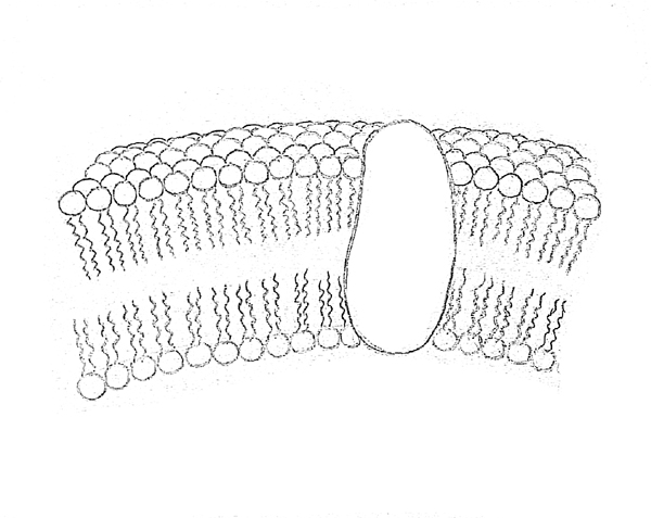 DRAW IT NEAT: How to draw plasma membrane (Cell membrane)