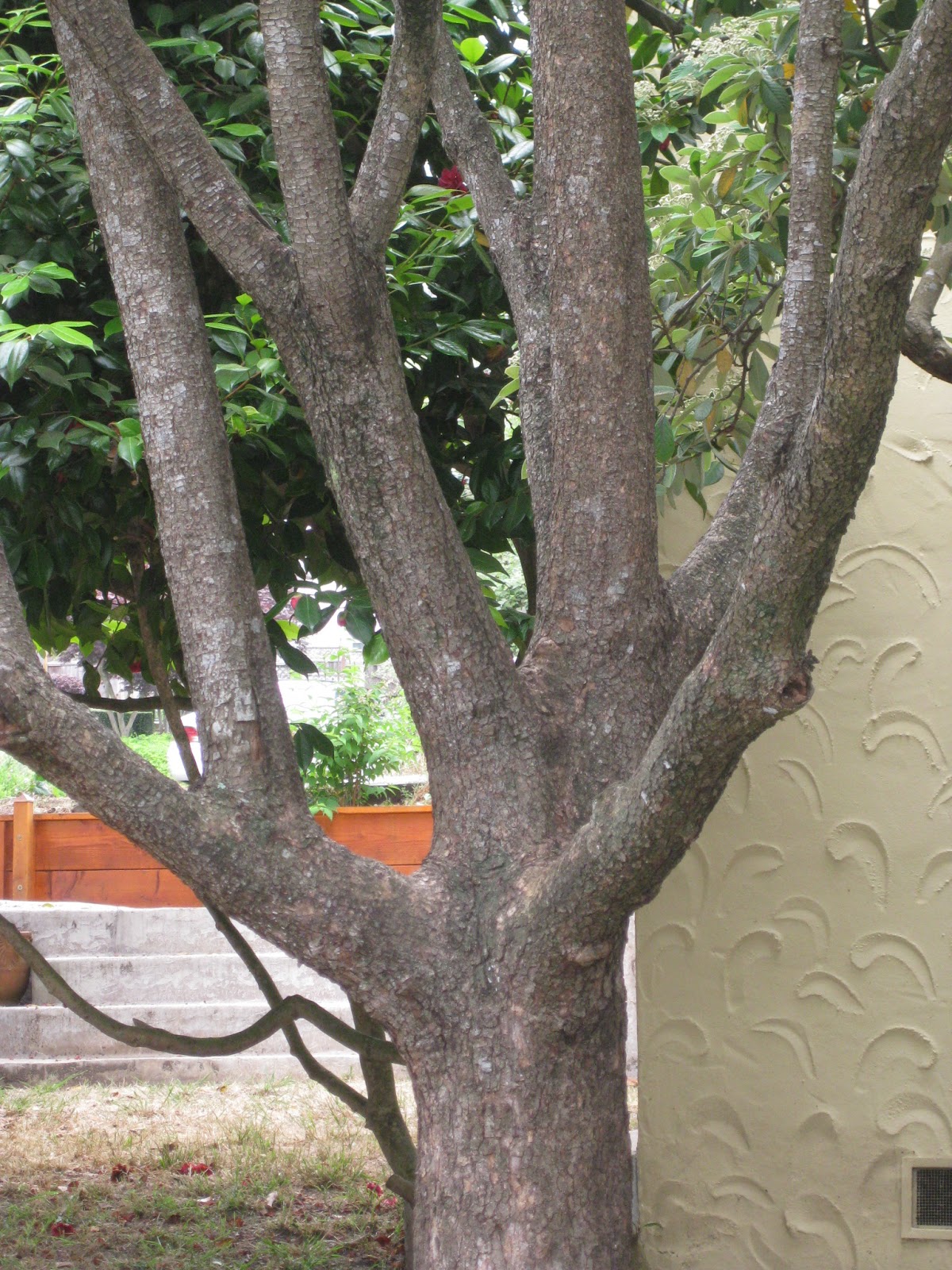 Trees of Santa Cruz County: Cornus capitata - Evergreen Dogwood