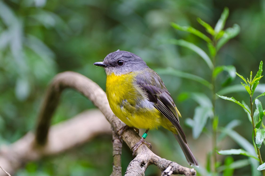 Paying Ready Attention - Photo Gallery: Wild Bird Wednesday 72 ...