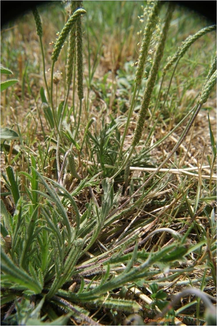 FLORA I PAISATGE DE LLERS: CERVINA