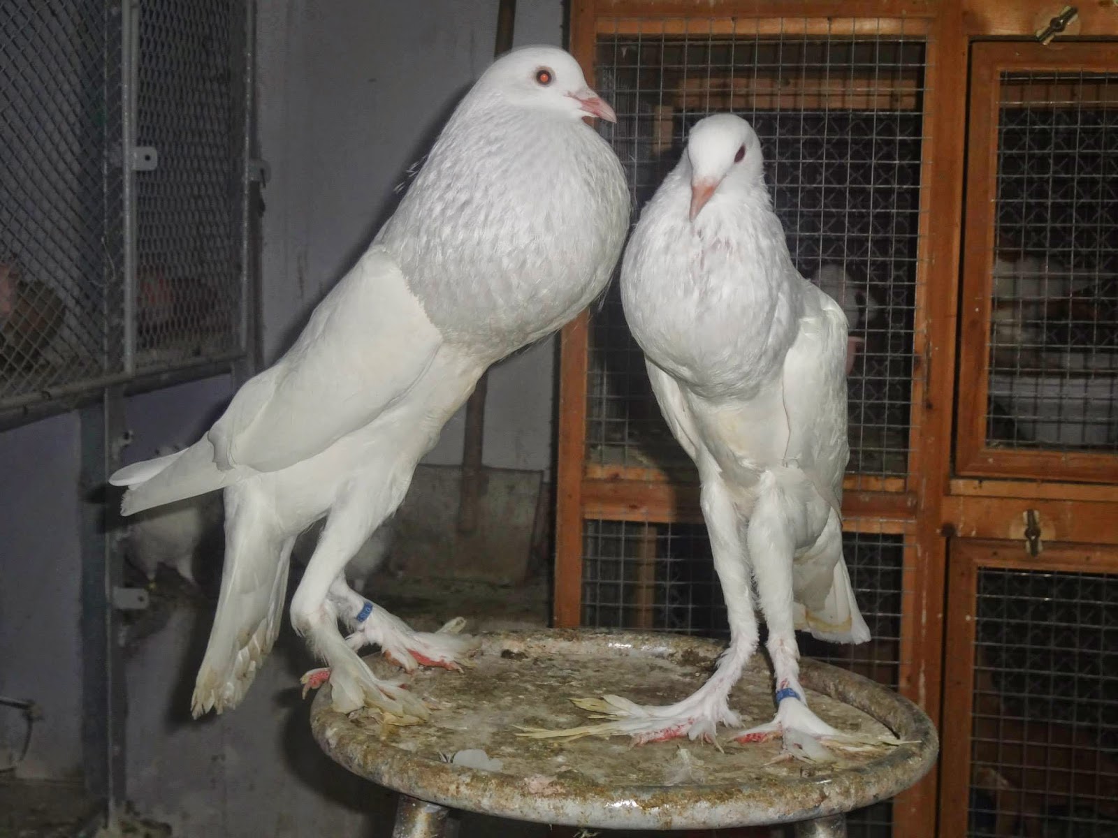 Fancy Pigeon Breeds: June 2014