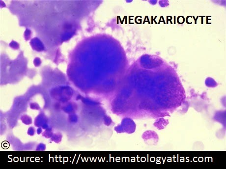 Lab Atlas: Megakariocyte