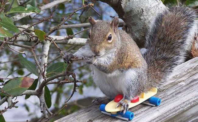 Começo → Zoeira Discreta: Skate e animais - Incentive o skate por onde ...