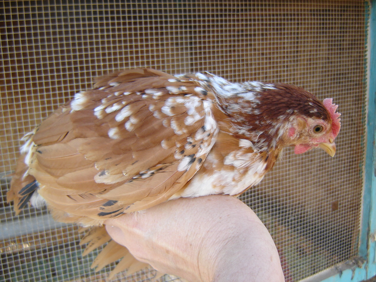 Aloha Chickens: Cheeto's Pack of Chicks!