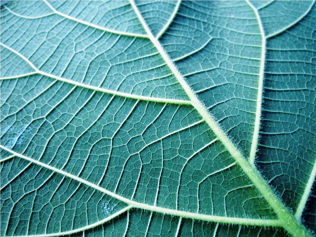 GRC ARTIKON: Concrete Cladding Tile : Natural Teak Leaf Imprint