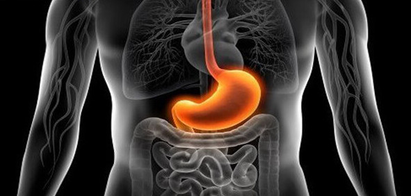 6+ Fakta Unik Bagian Lambung Manusia dan Fungsinya - WARAS SEHAT ALAMI