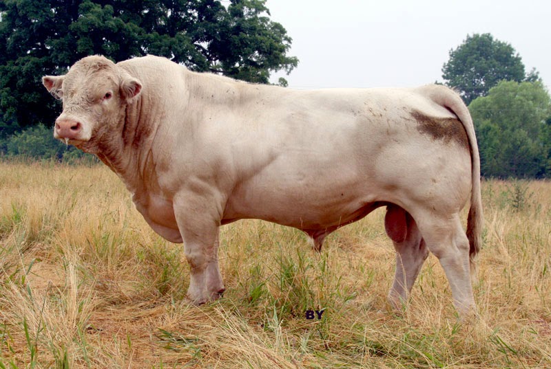 Putra01: Macam-Macam Jenis Sapi (Sapi Potong)