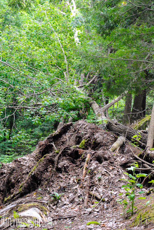 Hiking Hogsback Mountain - Marquette, Michigan. | I'm Flying South