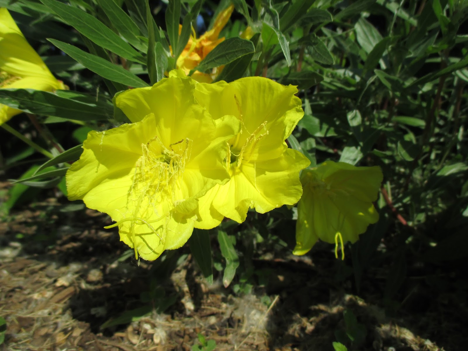 Rotary Botanical Gardens - Hort Blog: The Transition to Summer