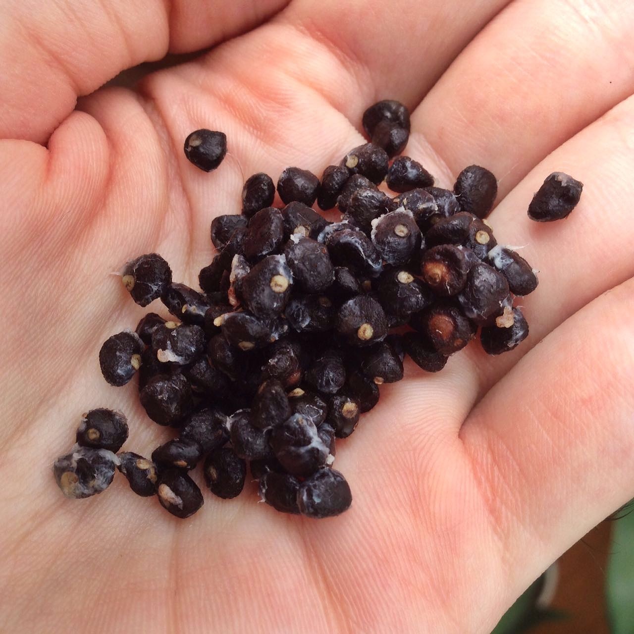 .: Banana tem sementes?