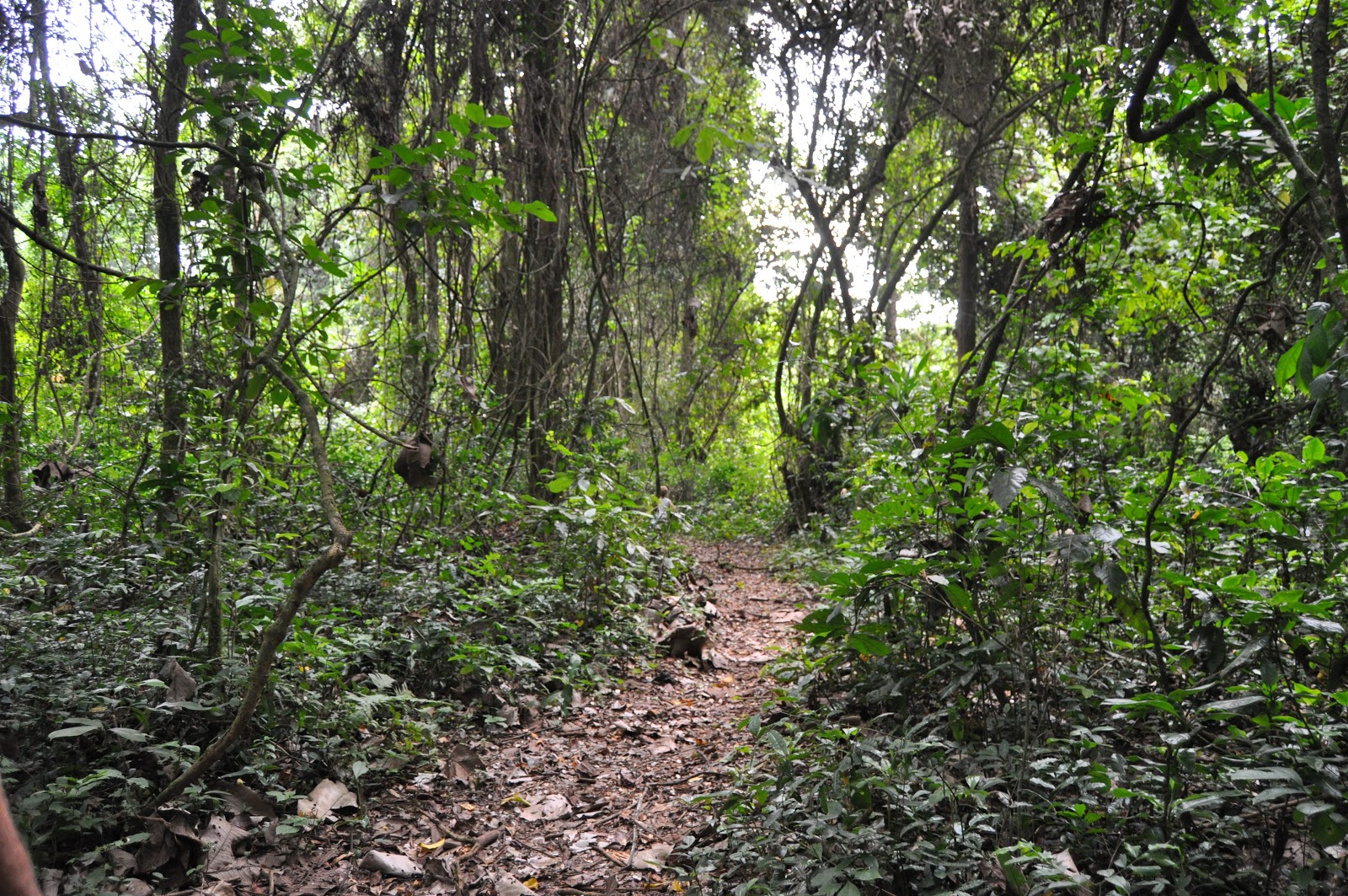 BURUNDI moi tout ...: Escapade dans la réserve naturelle de Kigwena