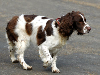 Simply Superb Swans: Dogs - Scottish Outdoor Access Code