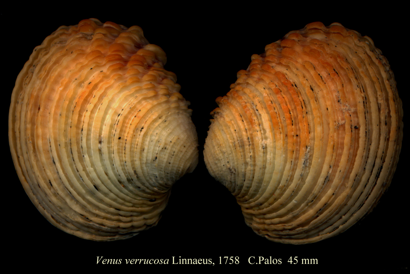 MALACOLOGÍA MEDITERRÁNEA: Bivalvos del Cabo de Palos II