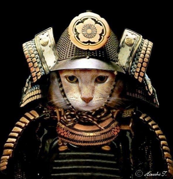 Adorable Pictures of Samurai Cats | Weird Things, Weird Pictures, Photo ...
