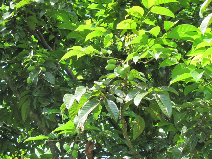 tungo sa kawalan: Ents