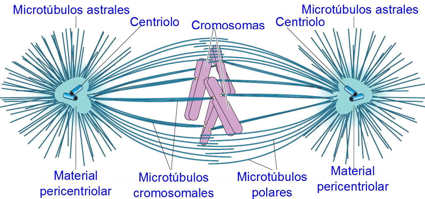 Ciencias de Joseleg: Microtúbulos astrales