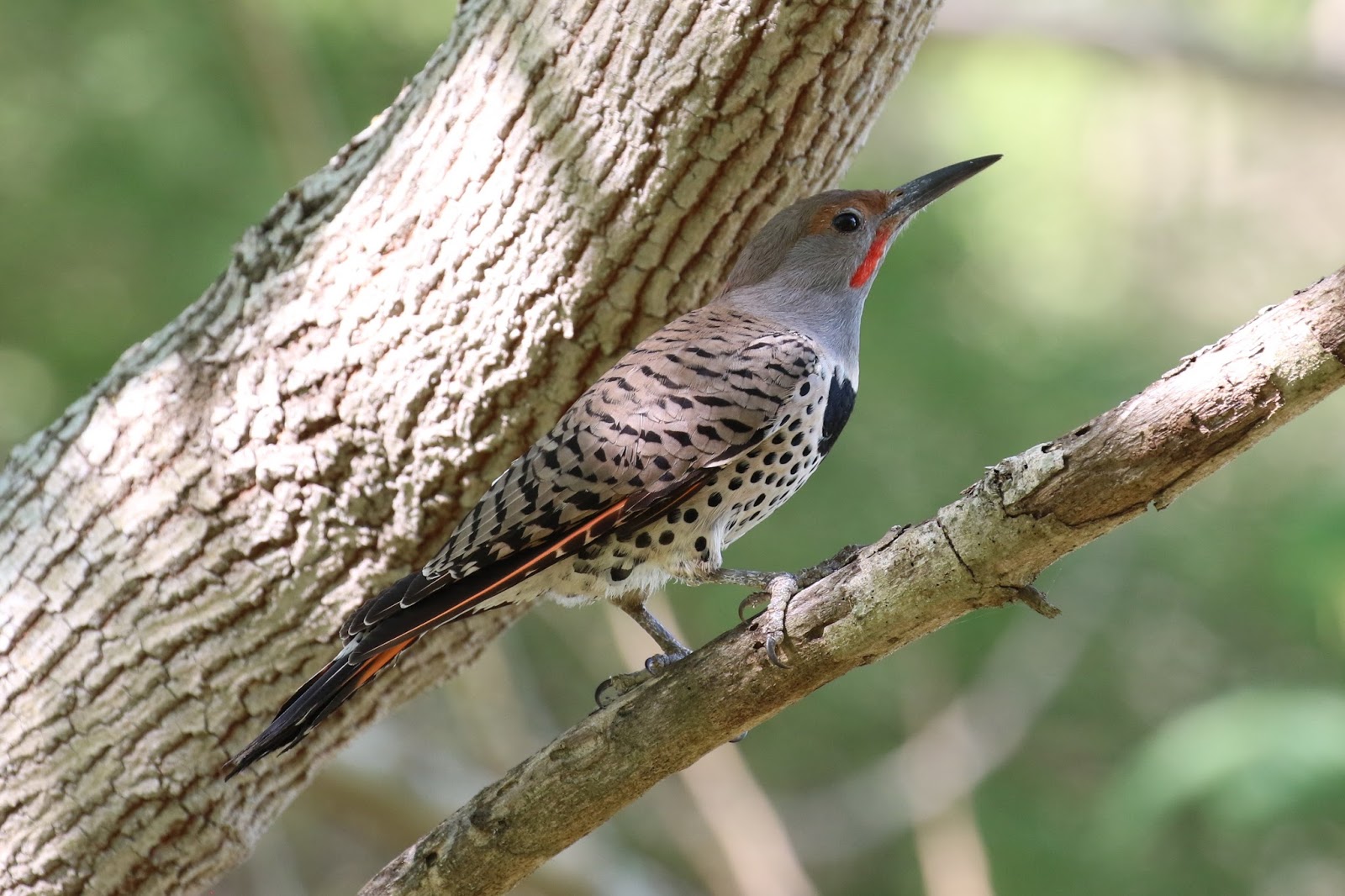 Antshrike's Bird Blog: Northern Flicker at South Padre Island, 10/27/16