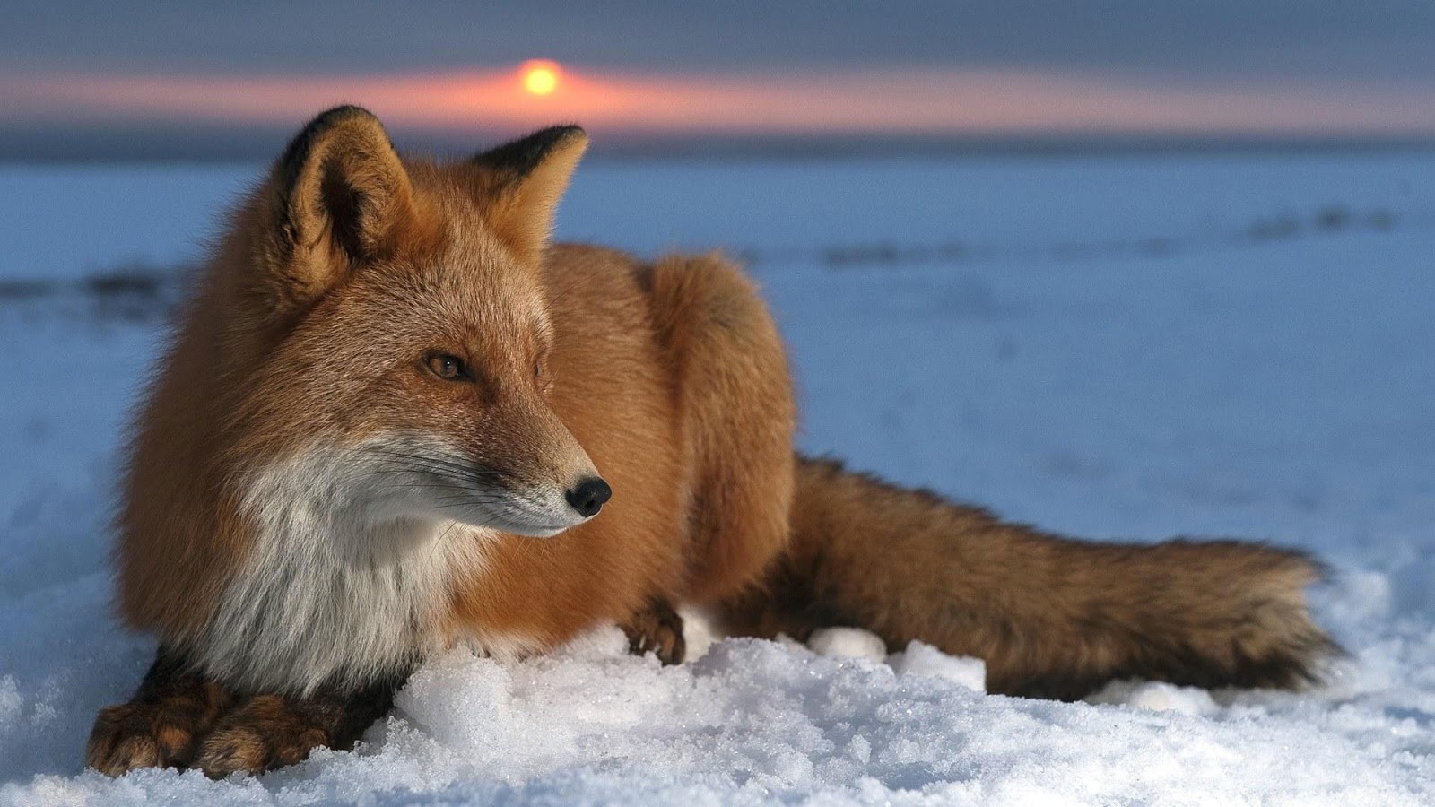 Fox in the Snow - Mystery Wallpaper