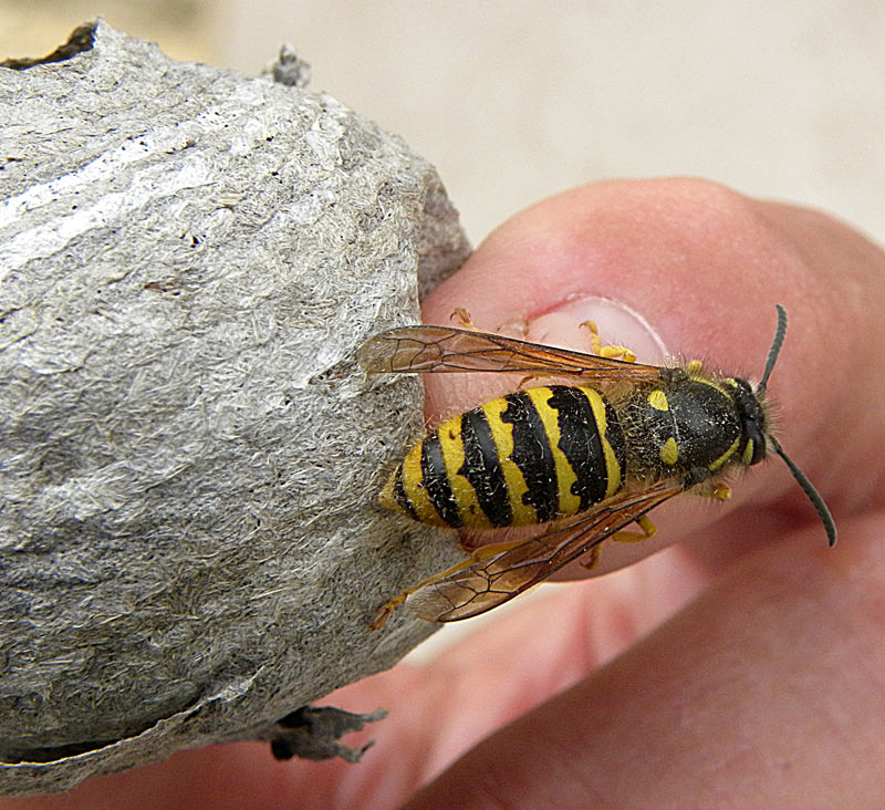 FOTO NATURA HUESCA 2: TREE WASP Dolichovespula sylvestris Giovanni ...