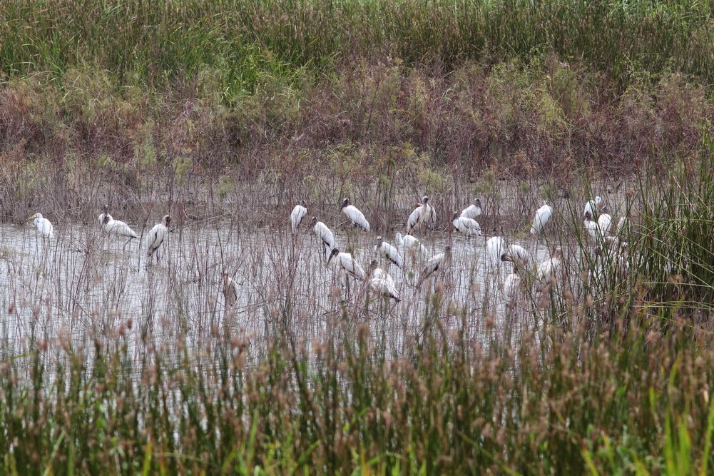 Antshrike's Bird Blog: Collared Plover at Hargill or I'm back Baby! 8/2/14