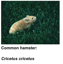 Hamster General Information (Part I) | KGRP